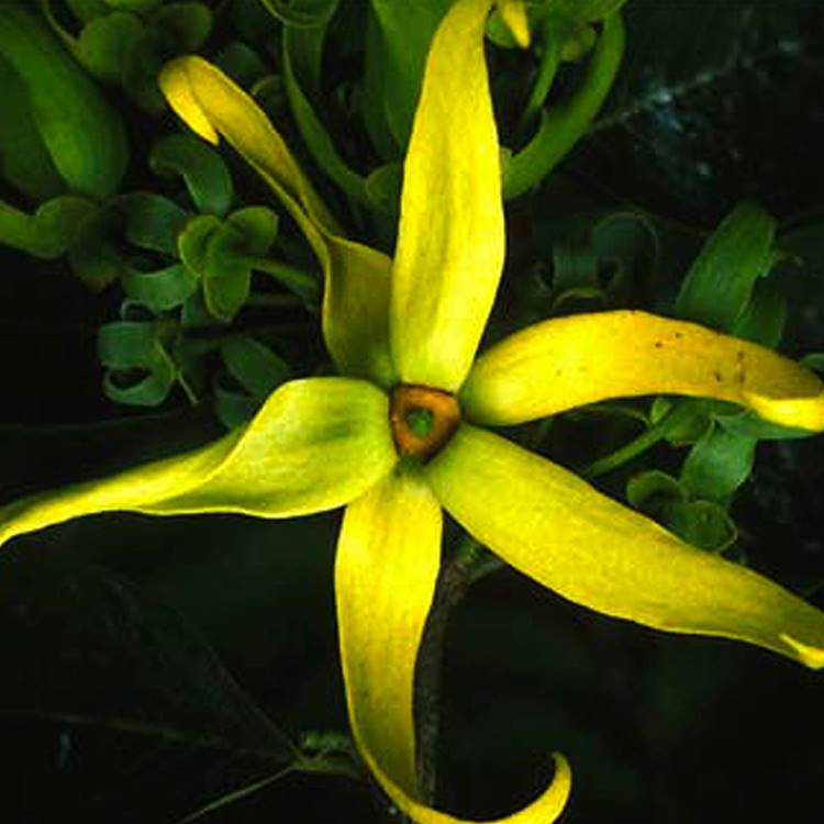 Ylang Ylang, Complete :: Materia Aromatica