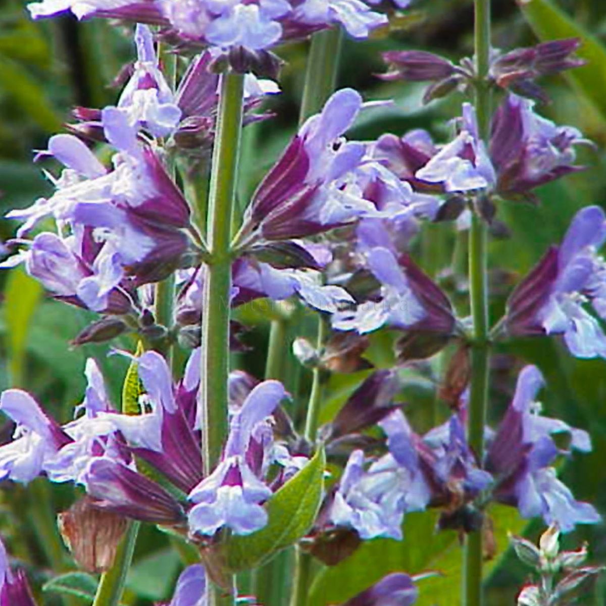 Sage Spanish Materia Aromatica