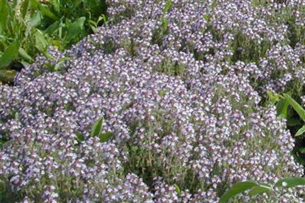 Thyme, Thymol :: Materia Aromatica
